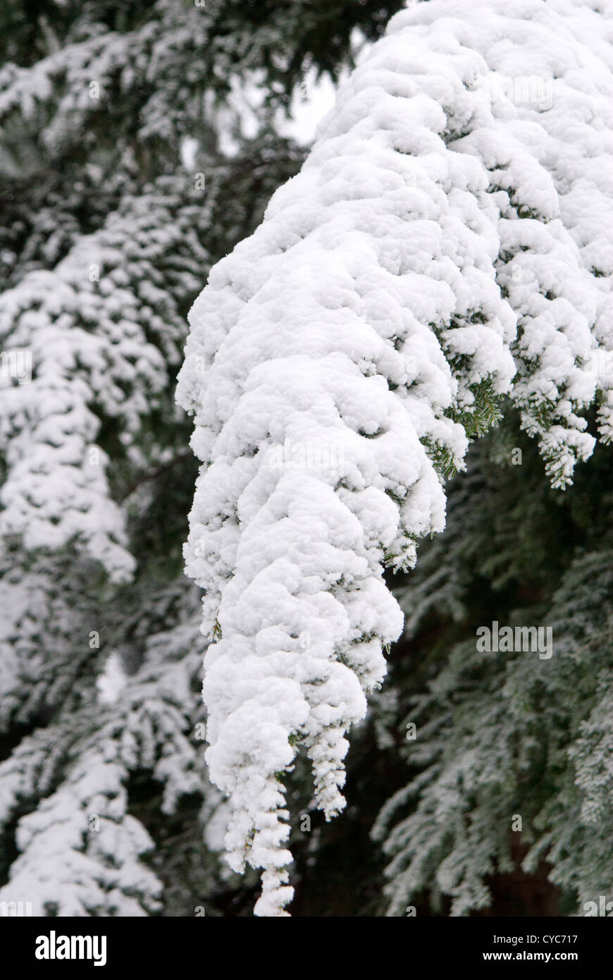 Heavily laden tree hi-res stock photography and images - Alamy