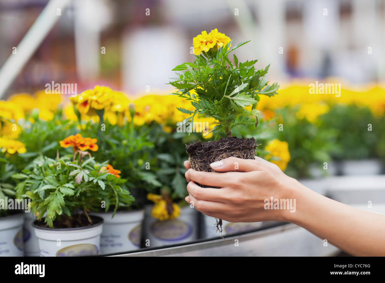 Flowers being put in pots Stock Photo - Alamy