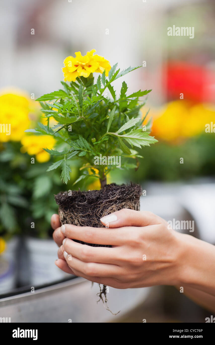 Woman about to put plant into pot Stock Photo - Alamy