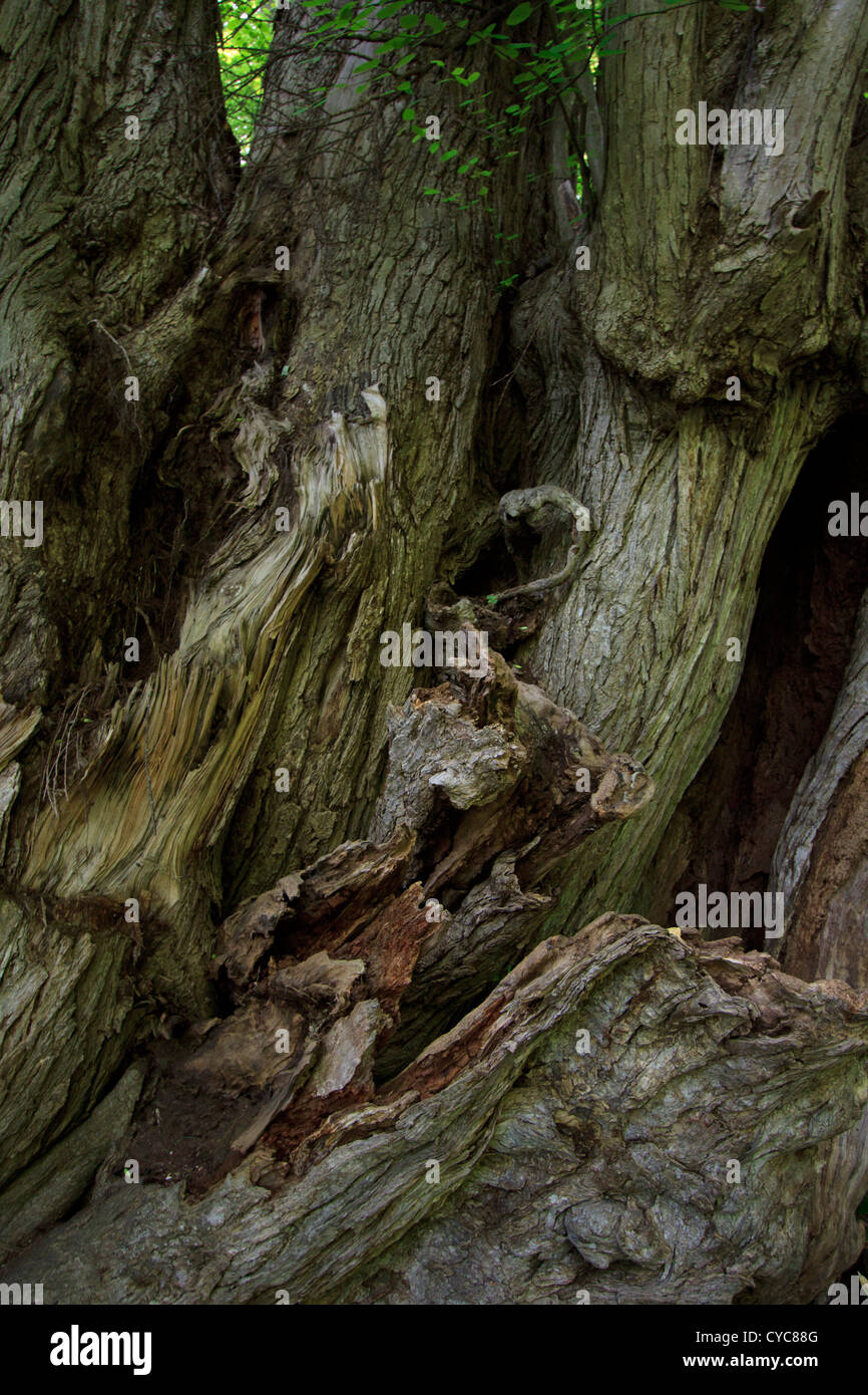 A gnarled tree at the base of Mt Maruyama, near the heart of Sapporo ...