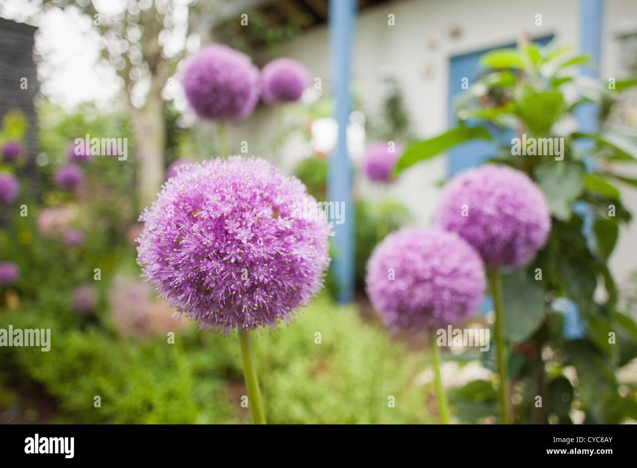 Row of flowers Stock Photo - Alamy