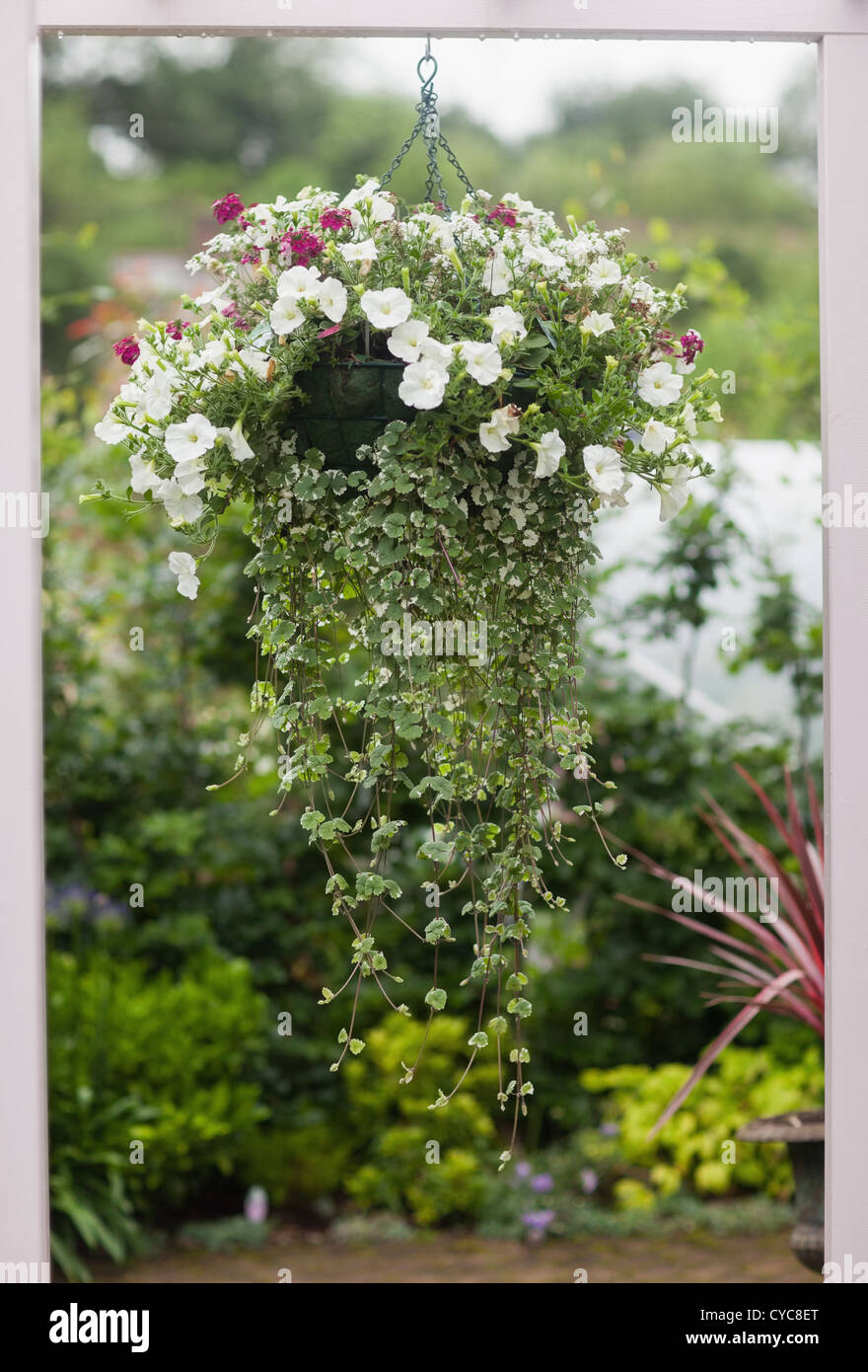 Hanging flower pot Stock Photo - Alamy