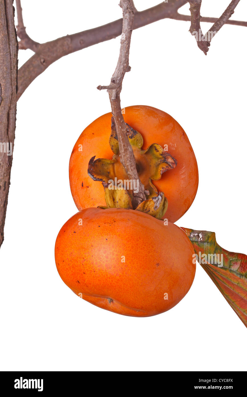 Two ripe persimmons isolated against white Stock Photo - Alamy