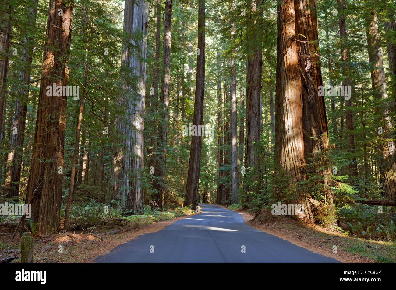 Redwood tree roots hi-res stock photography and images - Alamy