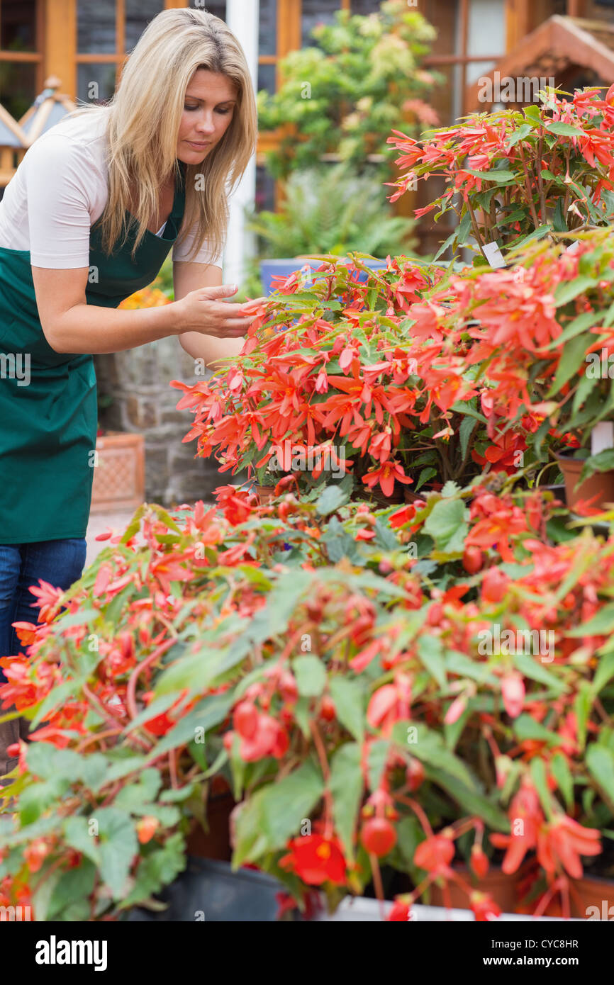 Garden center worker checking plants Stock Photo - Alamy