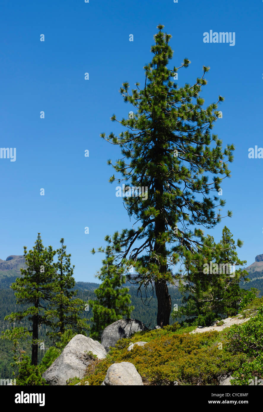 Sonora Pass, Sierra Nevada, California - pine tree Stock Photo - Alamy
