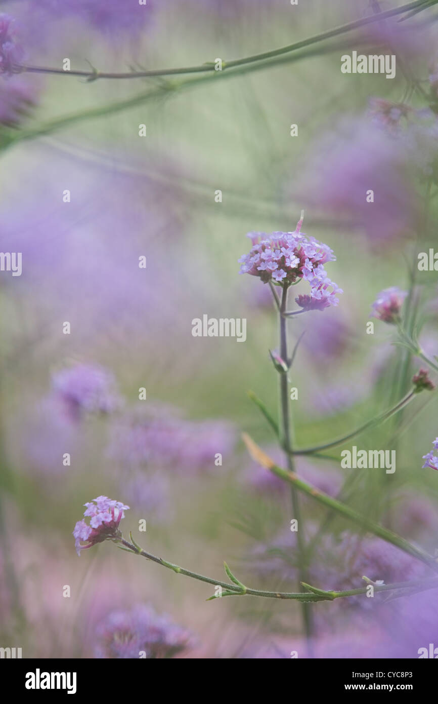 Flowering purple bush hi-res stock photography and images - Alamy