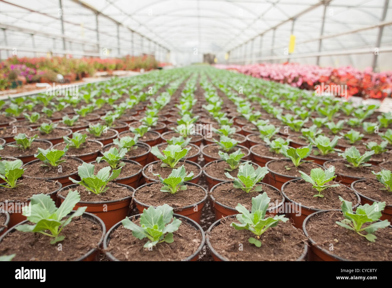 Plants in horticulture Stock Photo - Alamy
