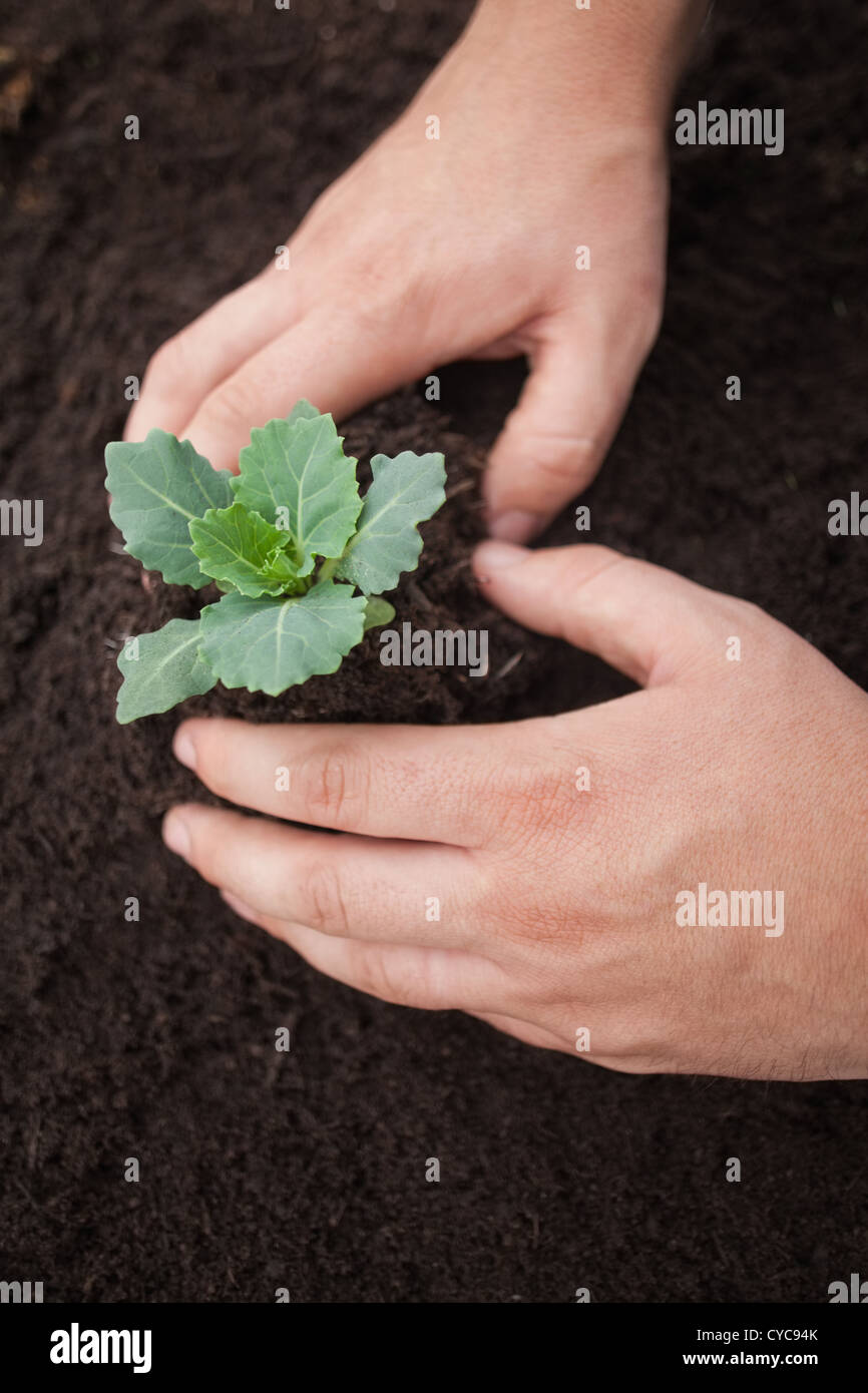 Hands planting a flower Stock Photo - Alamy