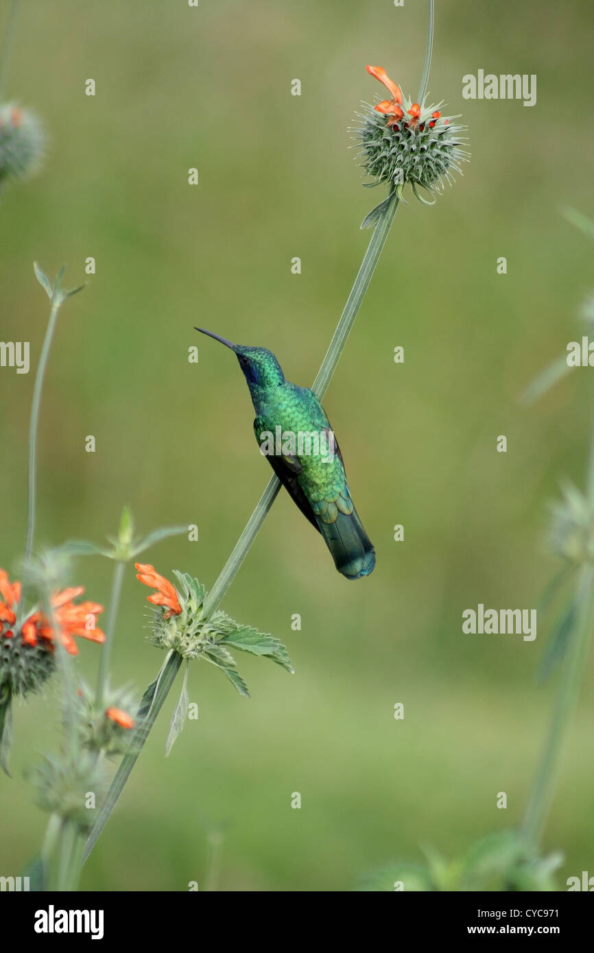 A violet and green Sparkling Violetear Hummingbird perched on the stalk ...