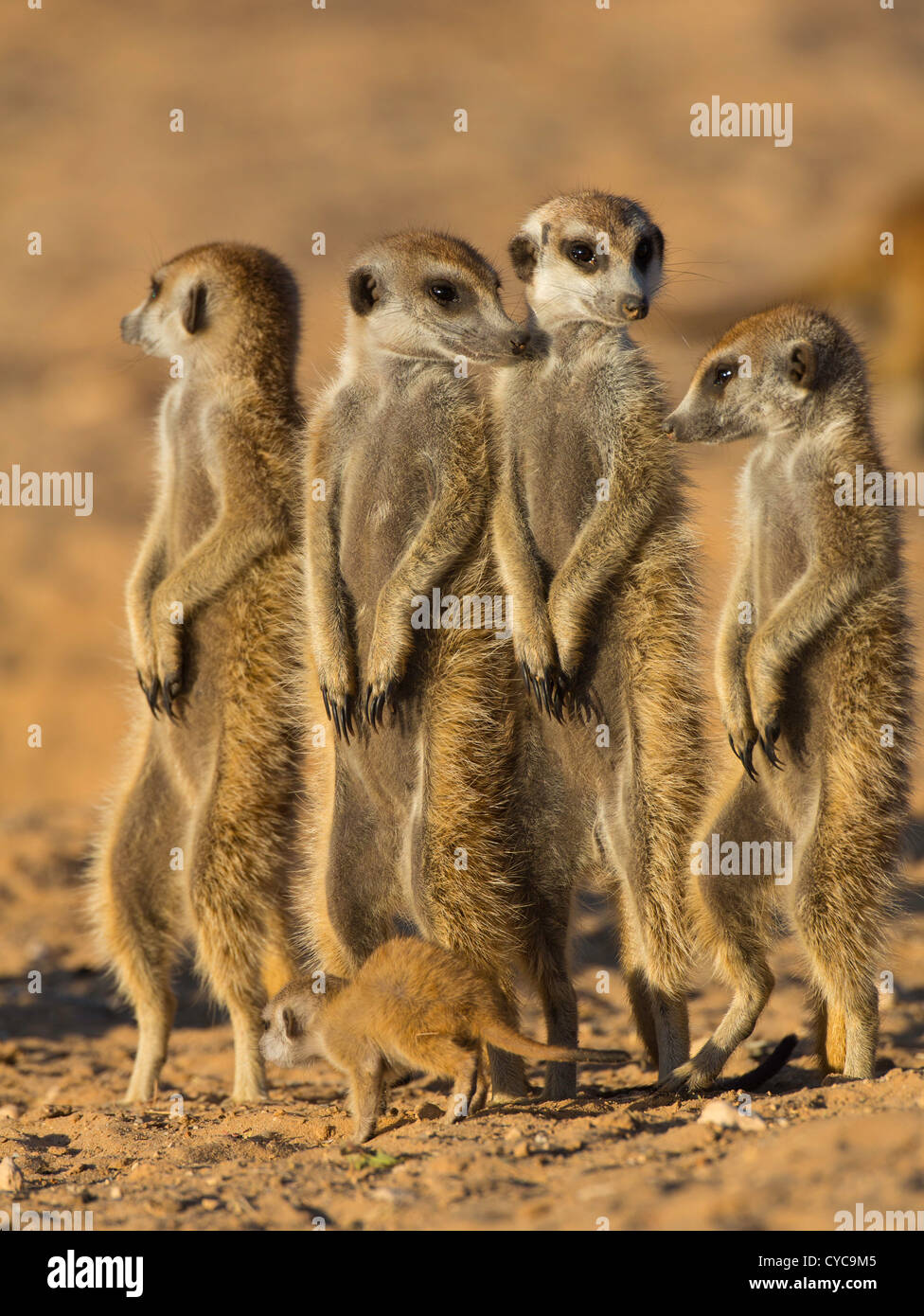 Baby suricate hi-res stock photography and images - Alamy