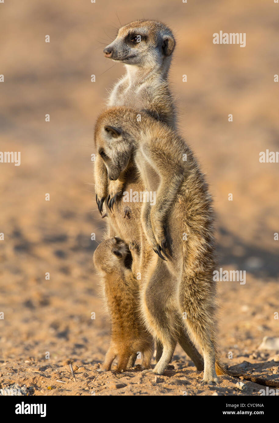 suricate meerkat mother baby suckling Stock Photo - Alamy