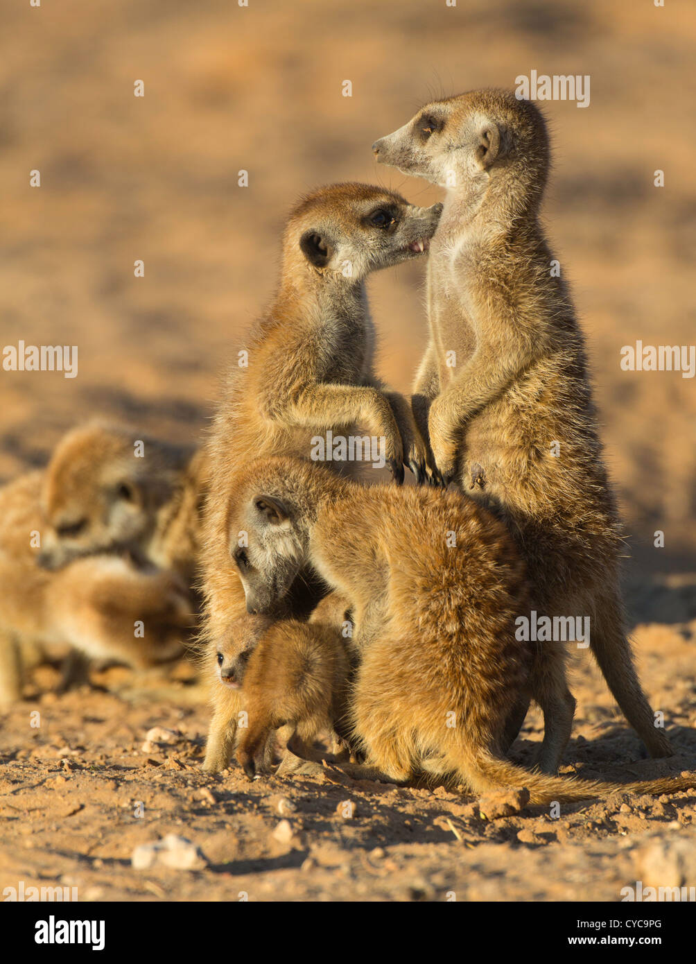 suricate meerkat group mutually grooming Stock Photo - Alamy