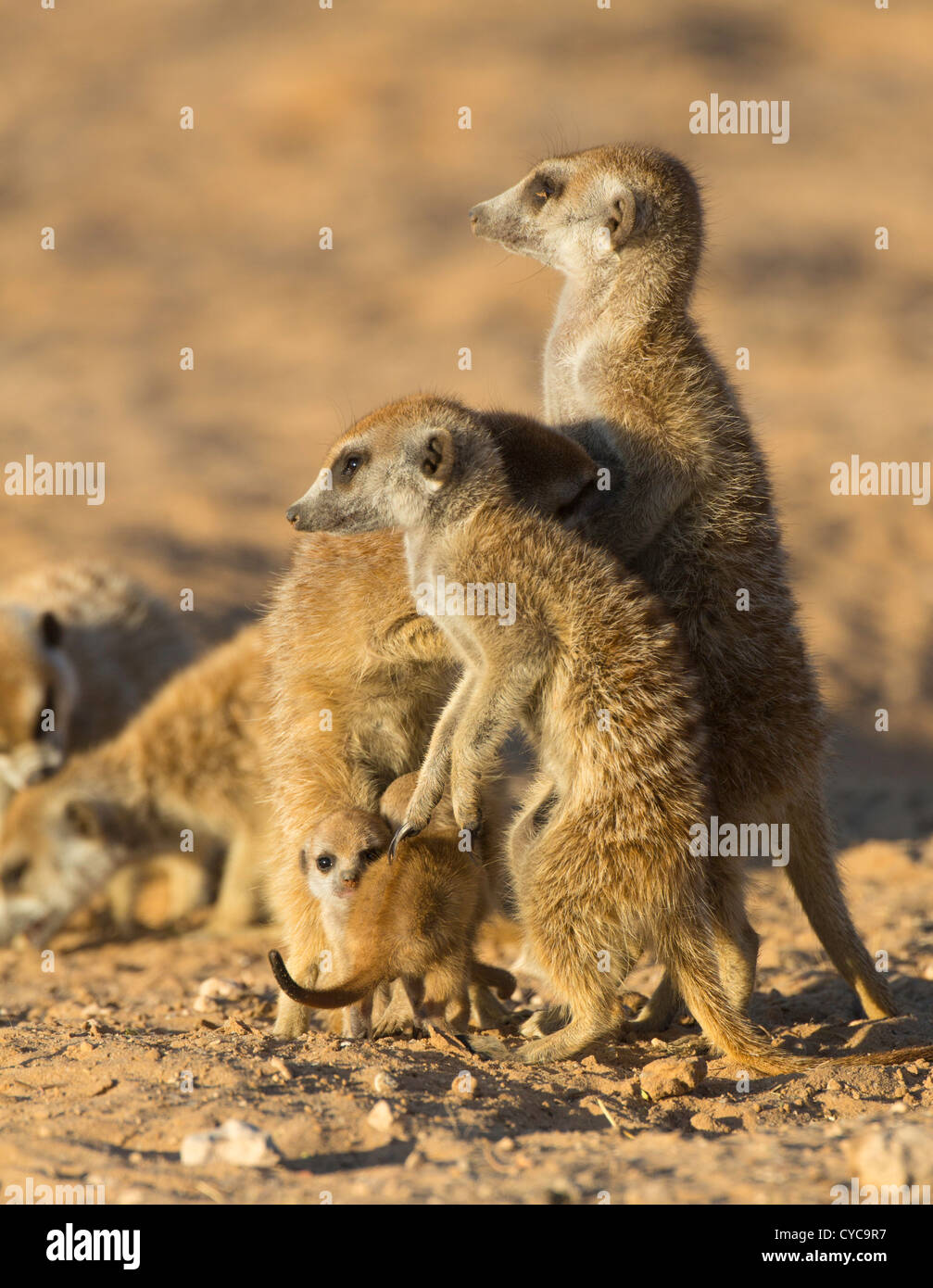 Meerkat group baby hi-res stock photography and images - Alamy