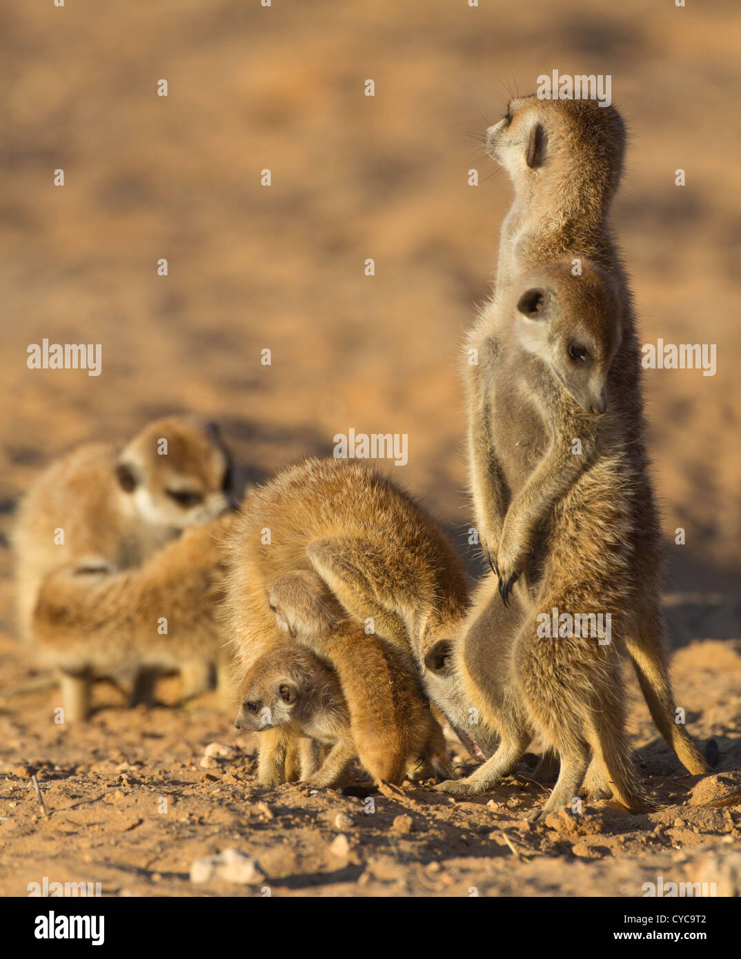 suricate meerkat group mutually grooming Stock Photo - Alamy