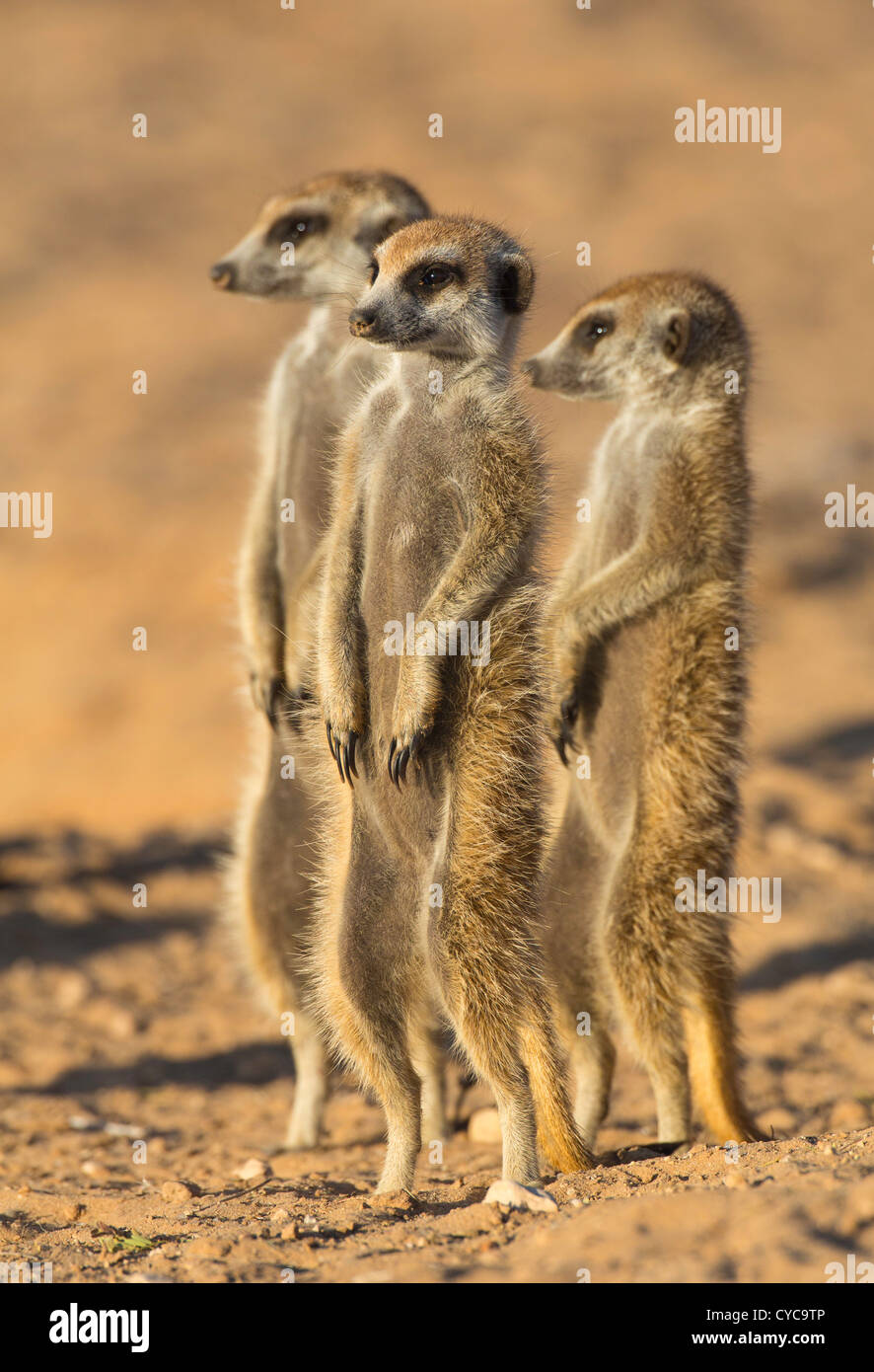 suricate meerkat trio Stock Photo - Alamy