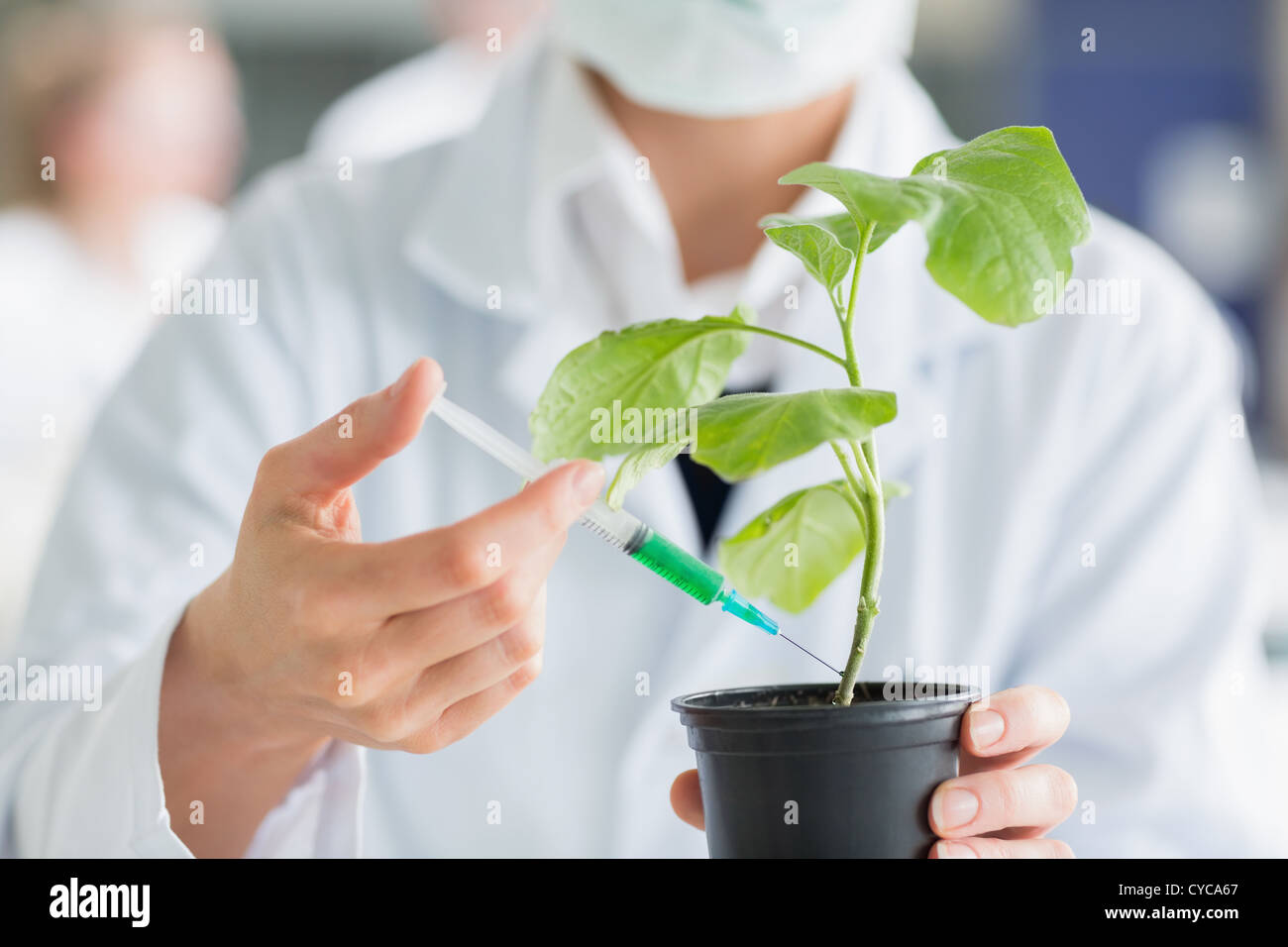 Woman injecting plant stalk with green chemical Stock Photo - Alamy