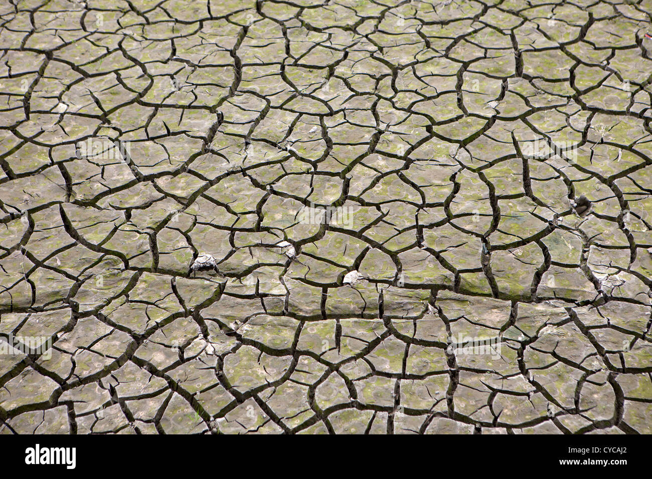 Dry cracked farm,close-up Stock Photo - Alamy