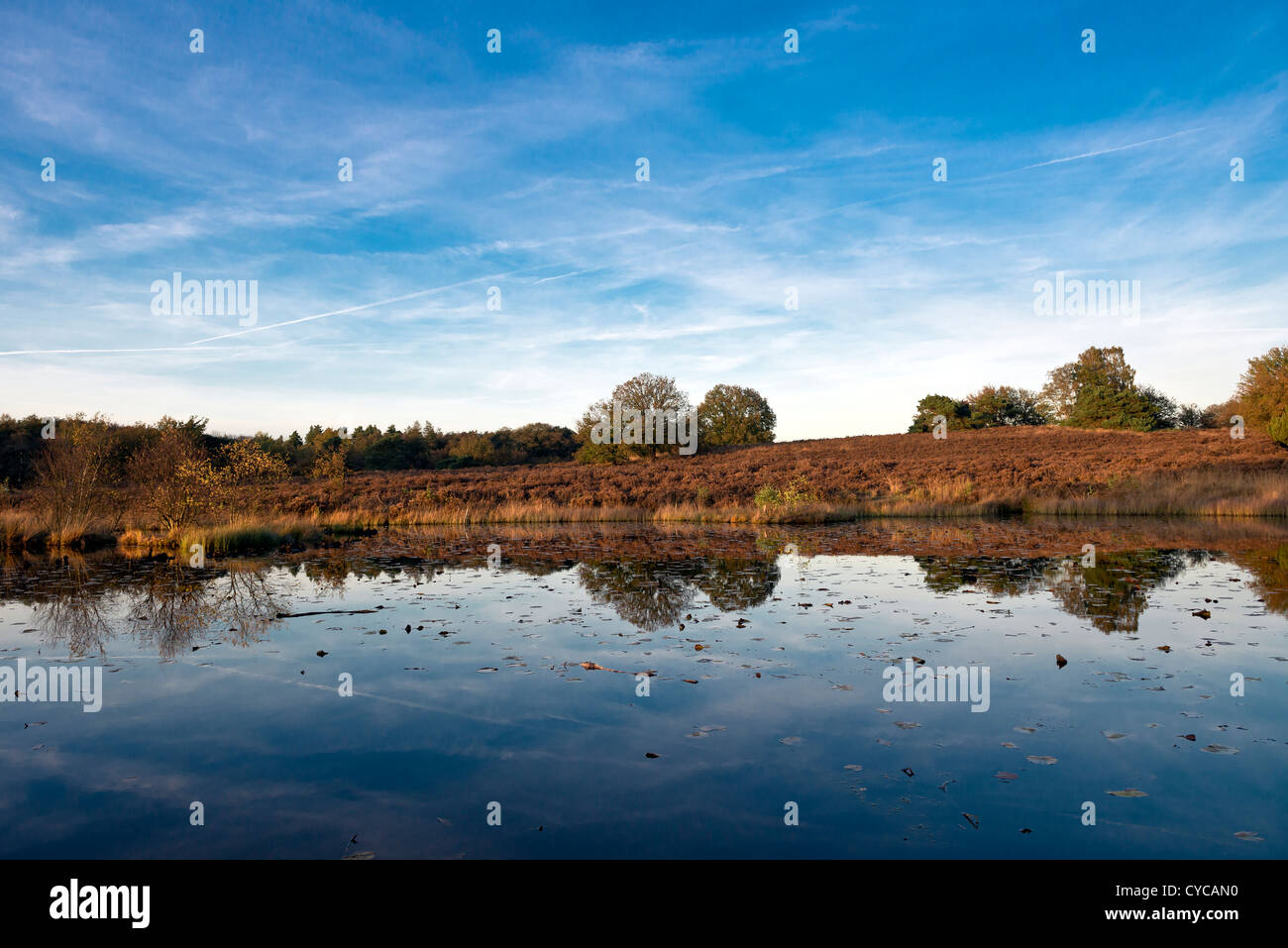 Heathland moor hi-res stock photography and images - Alamy