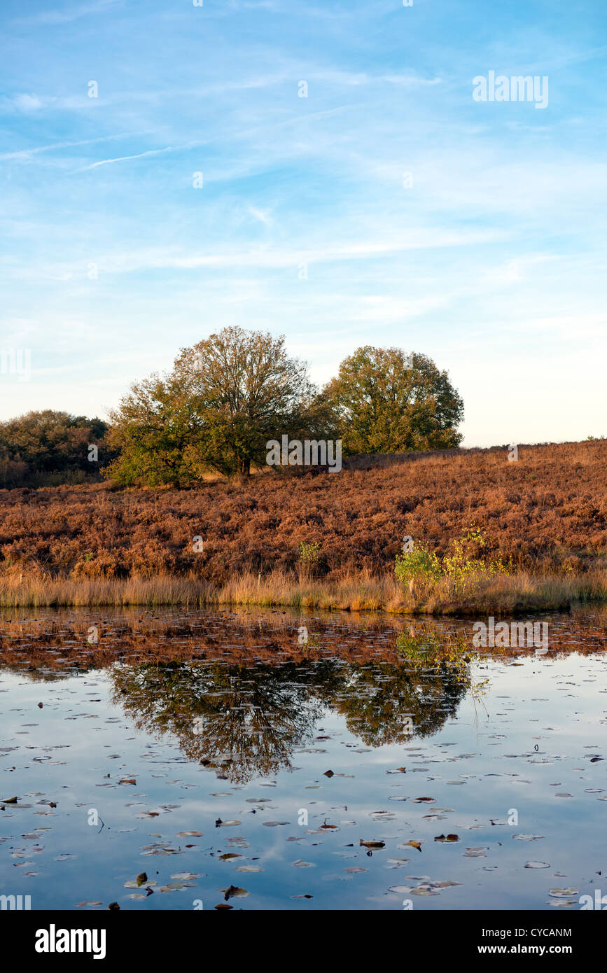 Heathland heath hi-res stock photography and images - Alamy