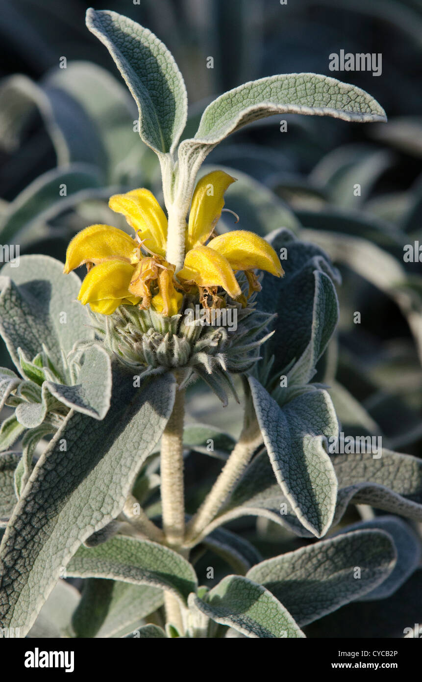 Labiatae hi-res stock photography and images - Alamy