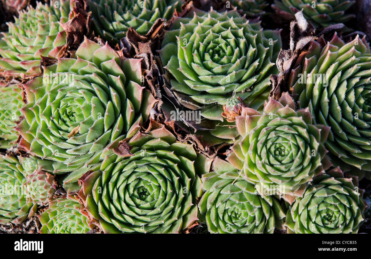 Crassulaceae hi-res stock photography and images - Alamy
