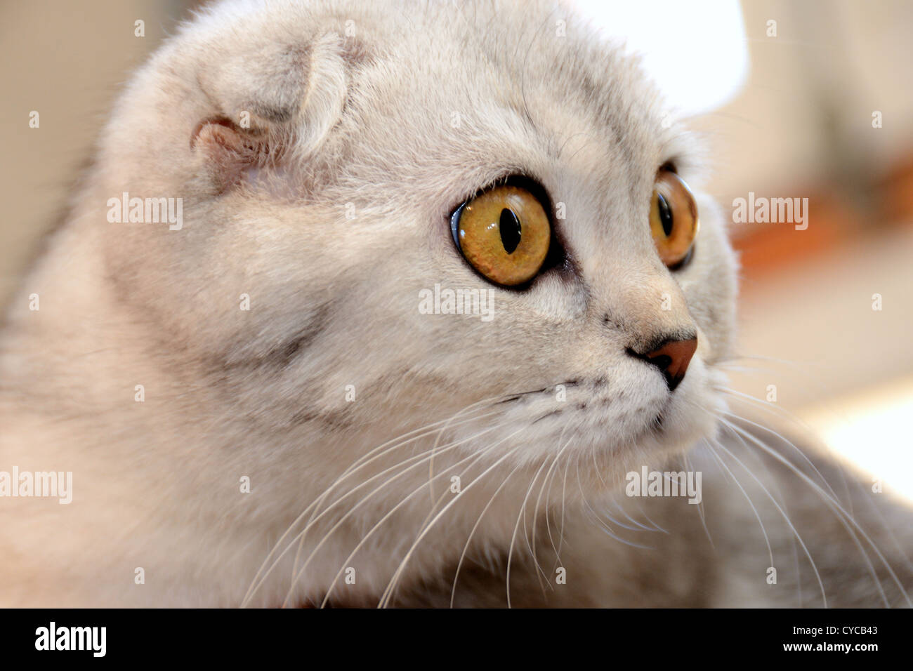 Scottish fold folded ear hi-res stock photography and images - Alamy