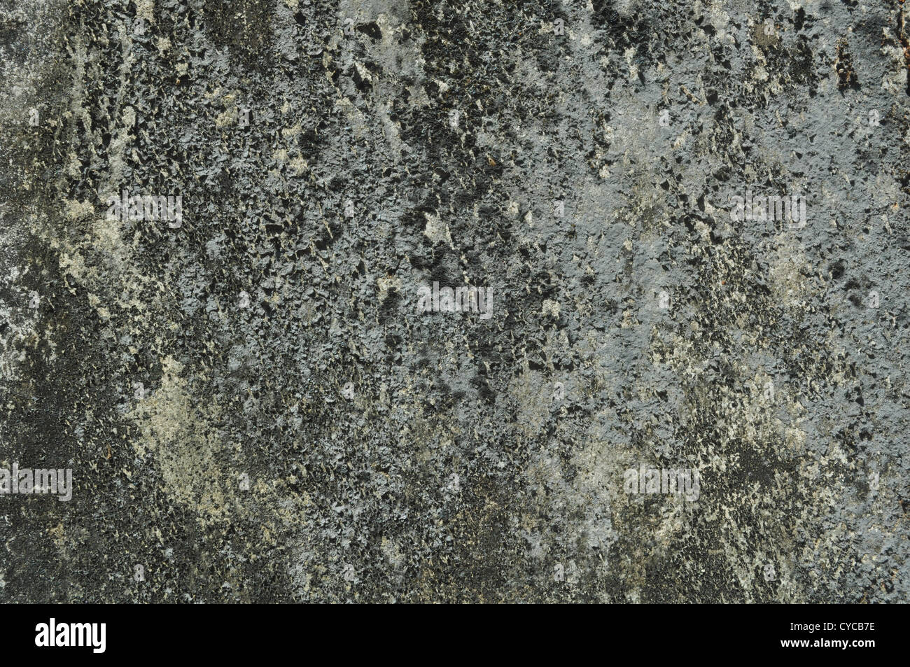 Texture of fungus on a wall Stock Photo - Alamy