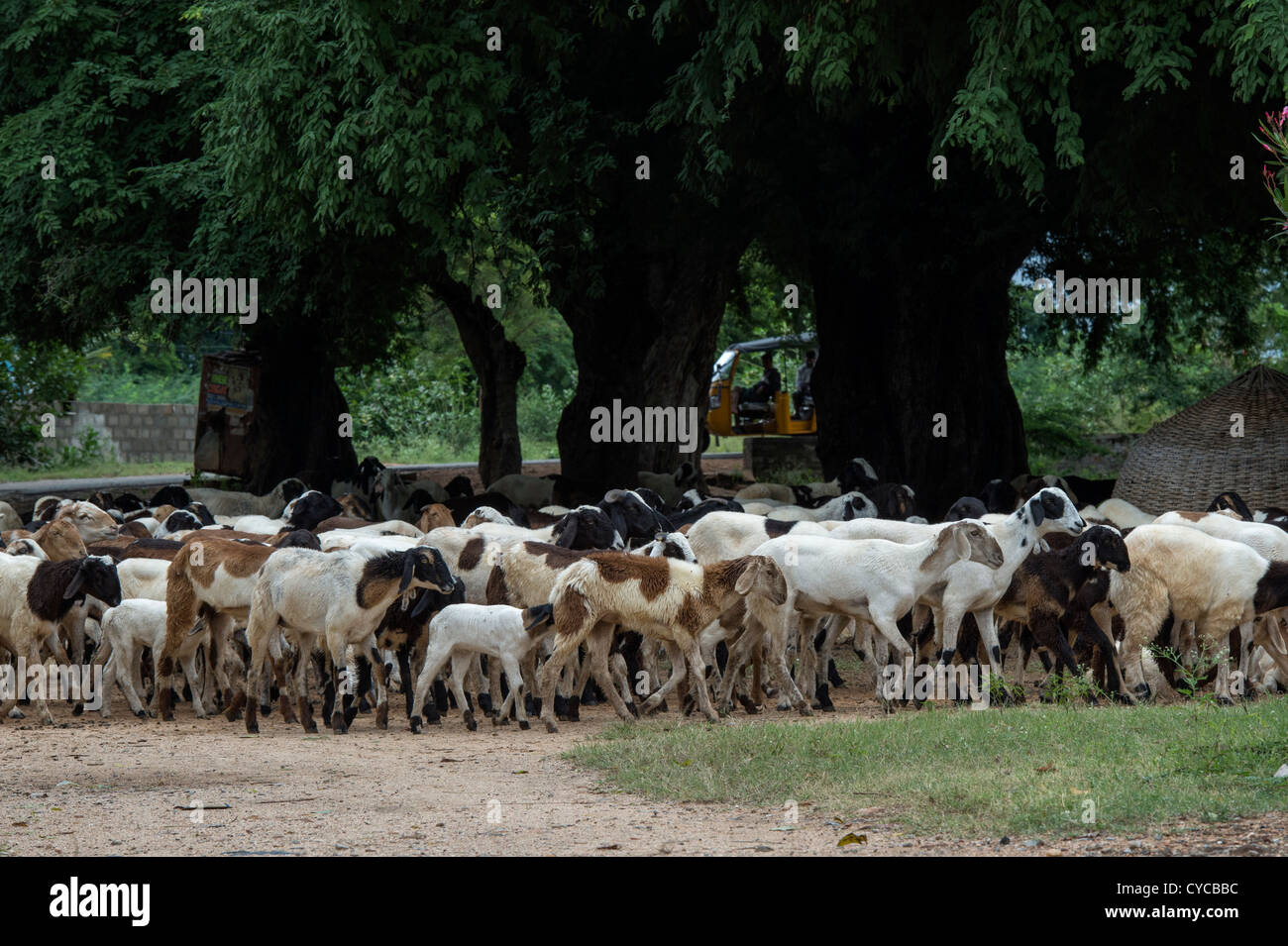 Indian goats hi-res stock photography and images - Alamy