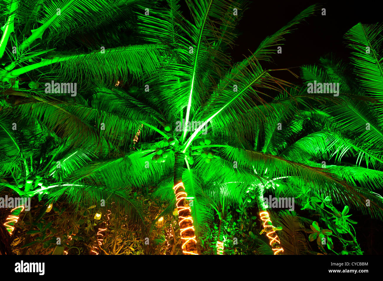 Long shot of trees hi-res stock photography and images - Alamy