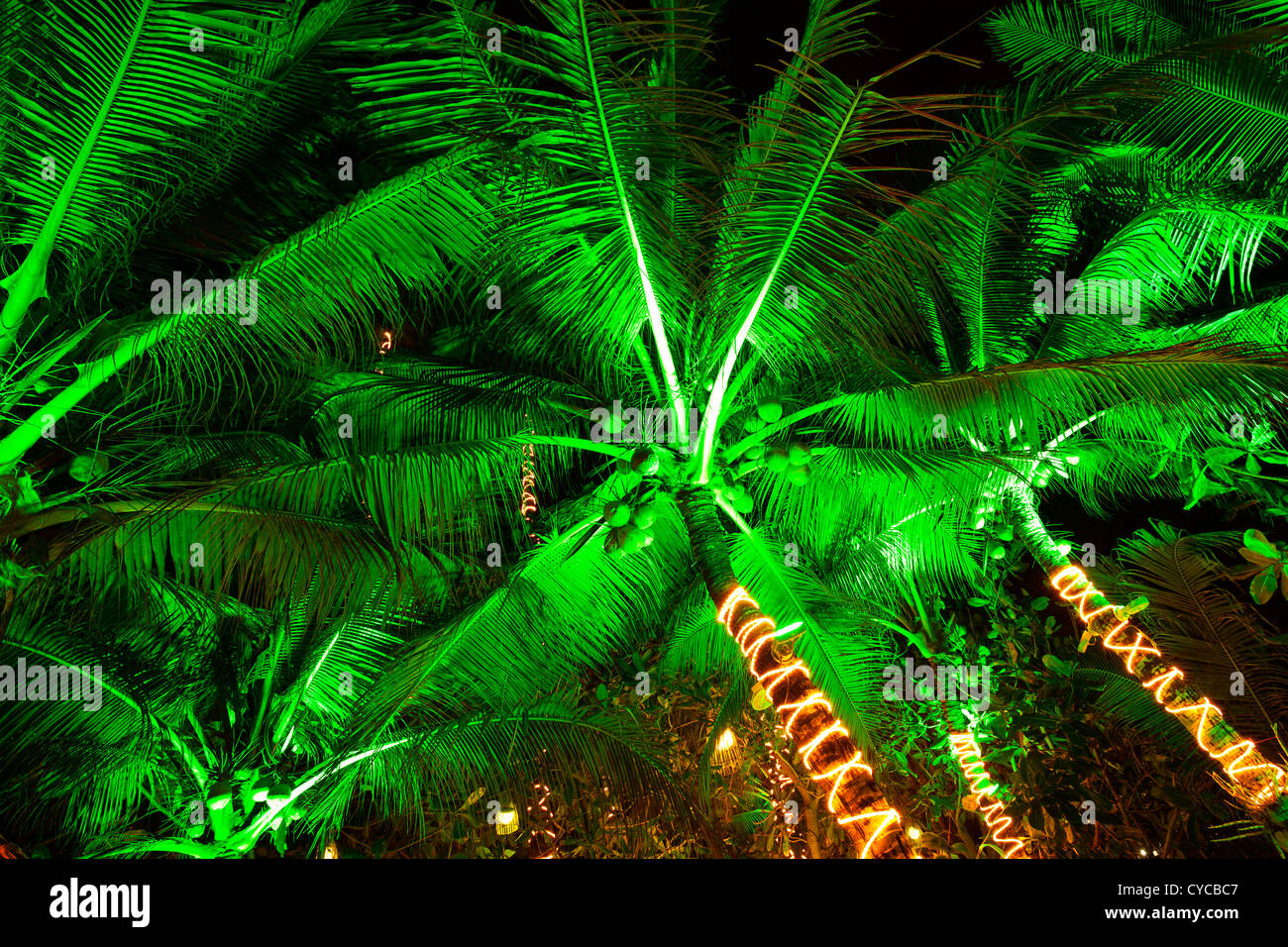 Palm trees at night. Long exposure shot. HDR processed Stock Photo - Alamy
