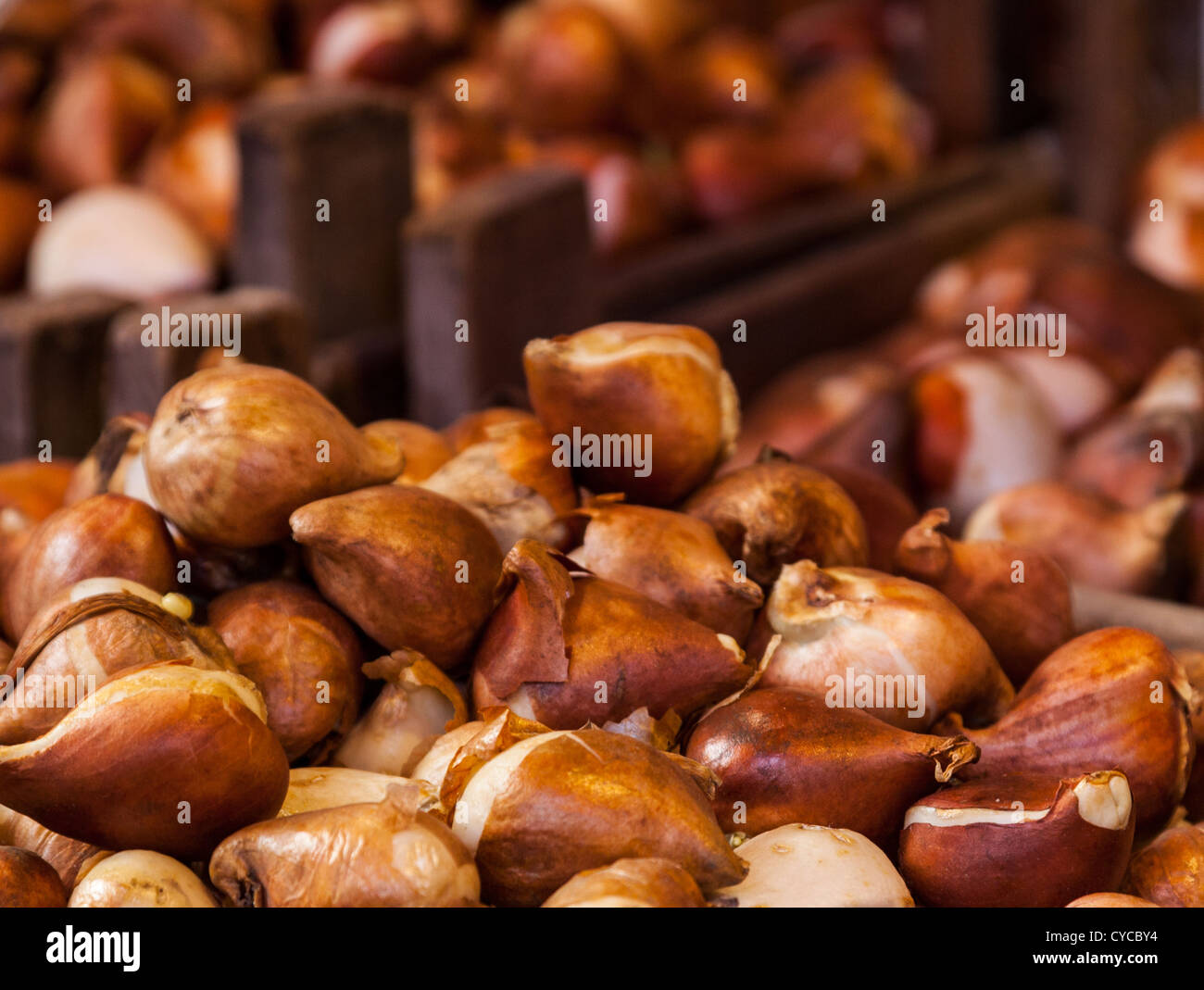 Tulip seeds hi-res stock photography and images - Alamy