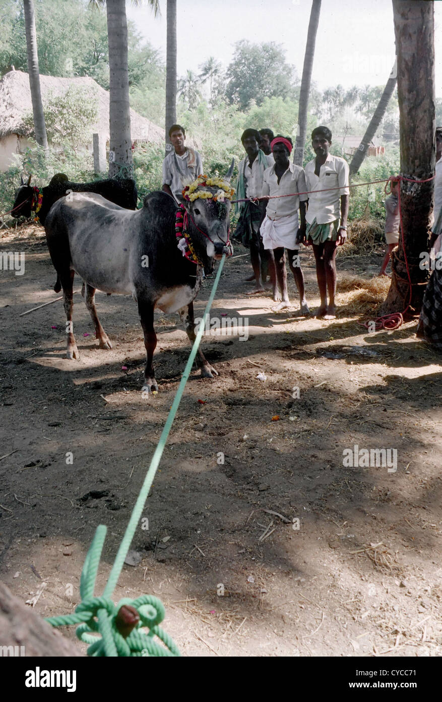 Jallikkatu bull at Alanganallur near Madurai,Tamil Nadu,India Stock ...