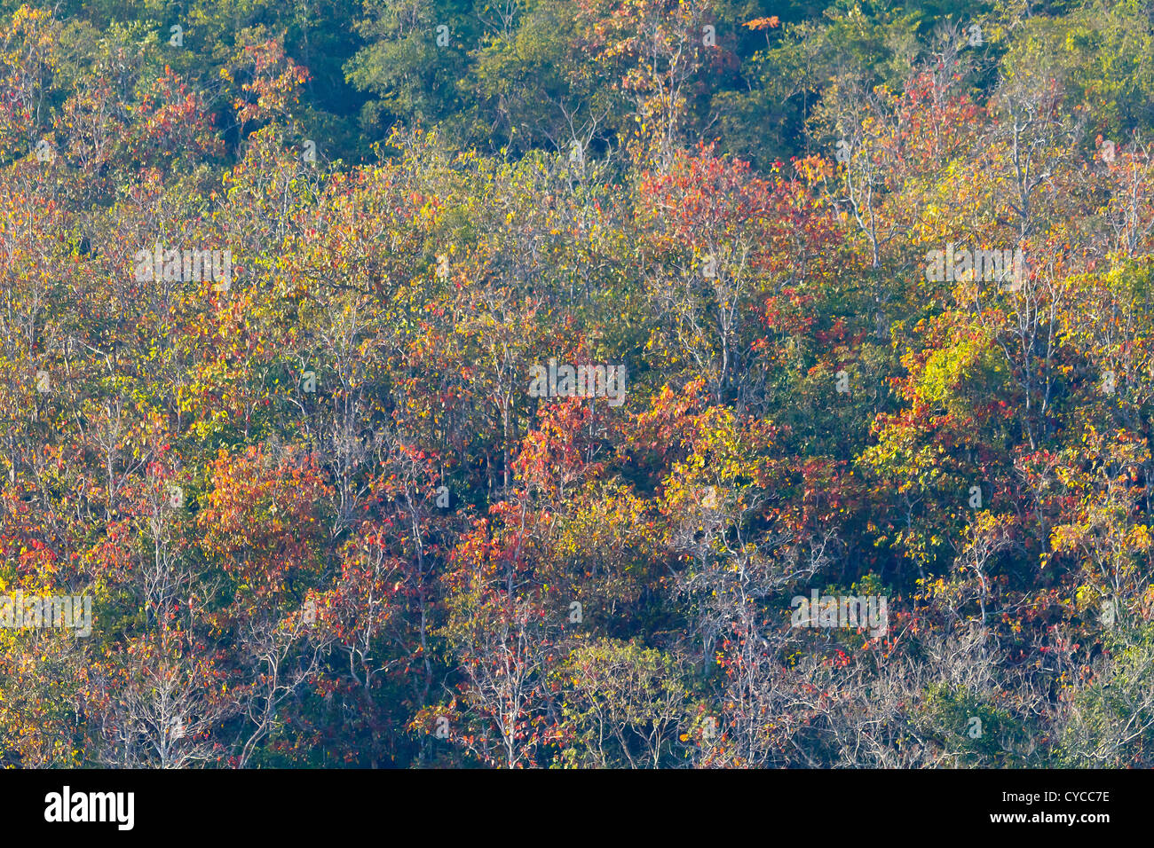 Colorful Broadleaf Forest in Laos Stock Photo - Alamy