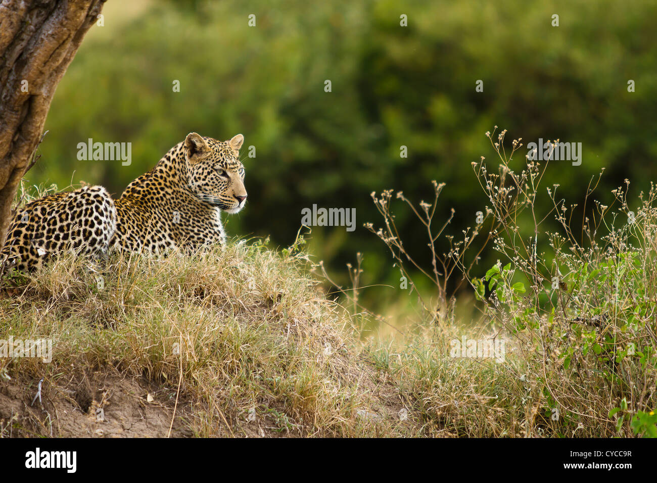 Leopard laying posing in Masai Mara Stock Photo - Alamy