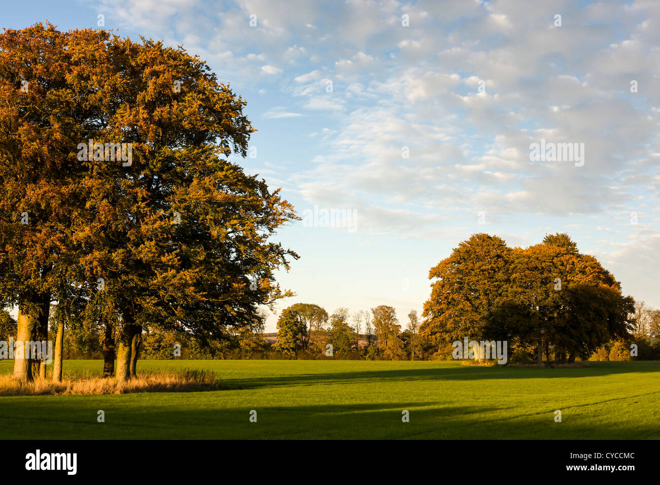 Group of autumn Beech trees. Pickering, North Yorkshire, England, UK ...