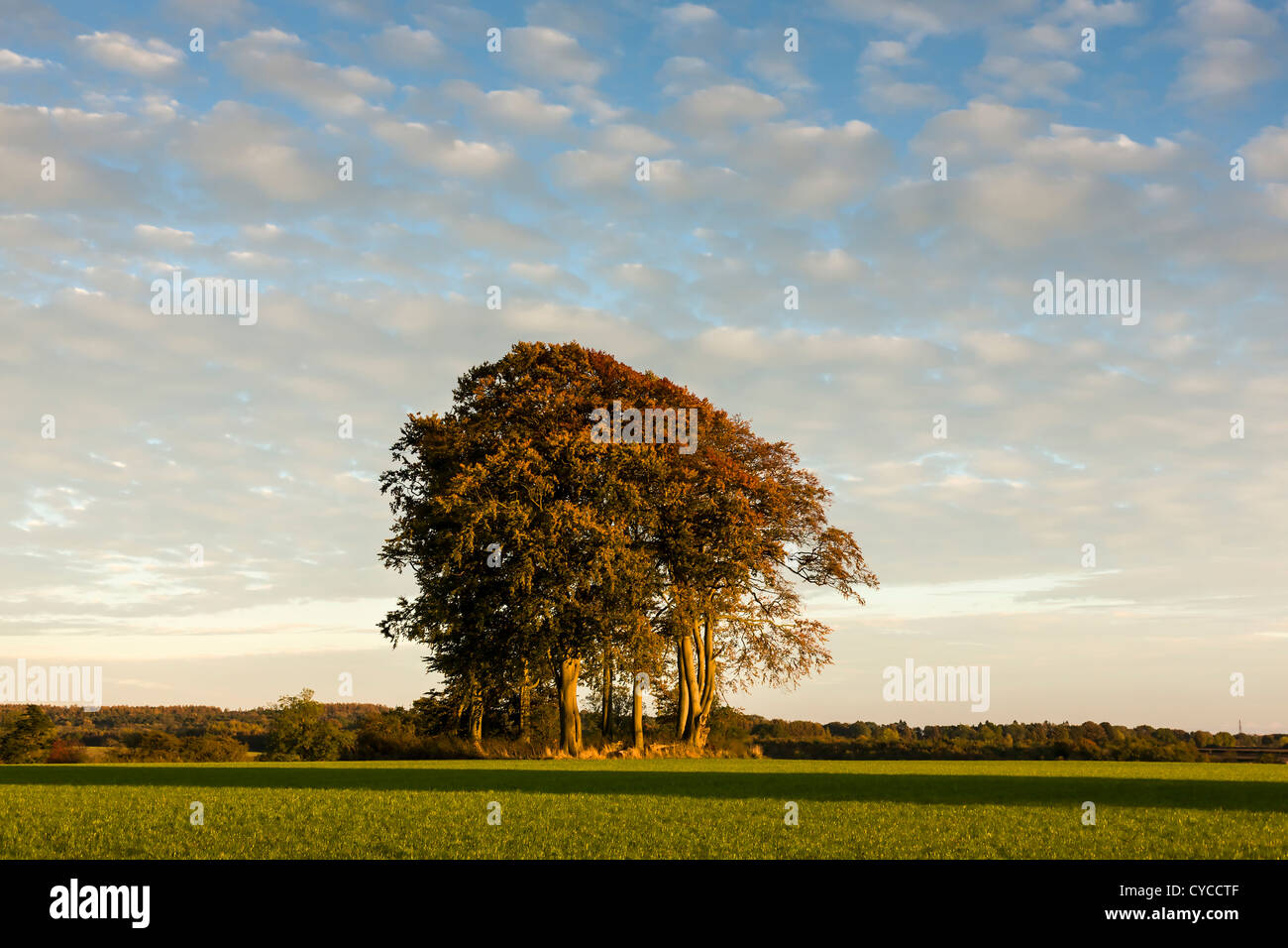 Group of autumn Beech trees. Pickering, North Yorkshire, England, UK ...