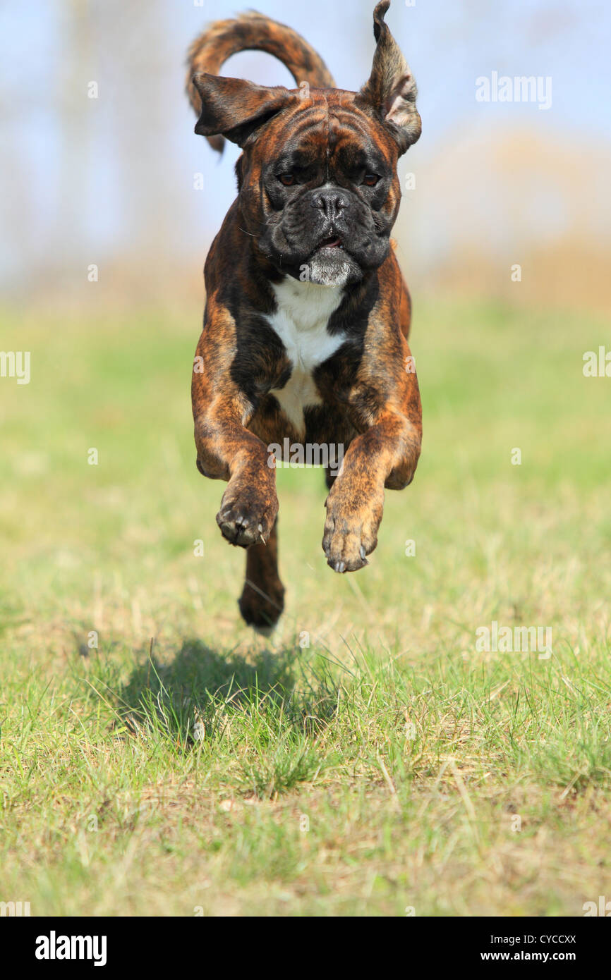running German Boxer Stock Photo - Alamy