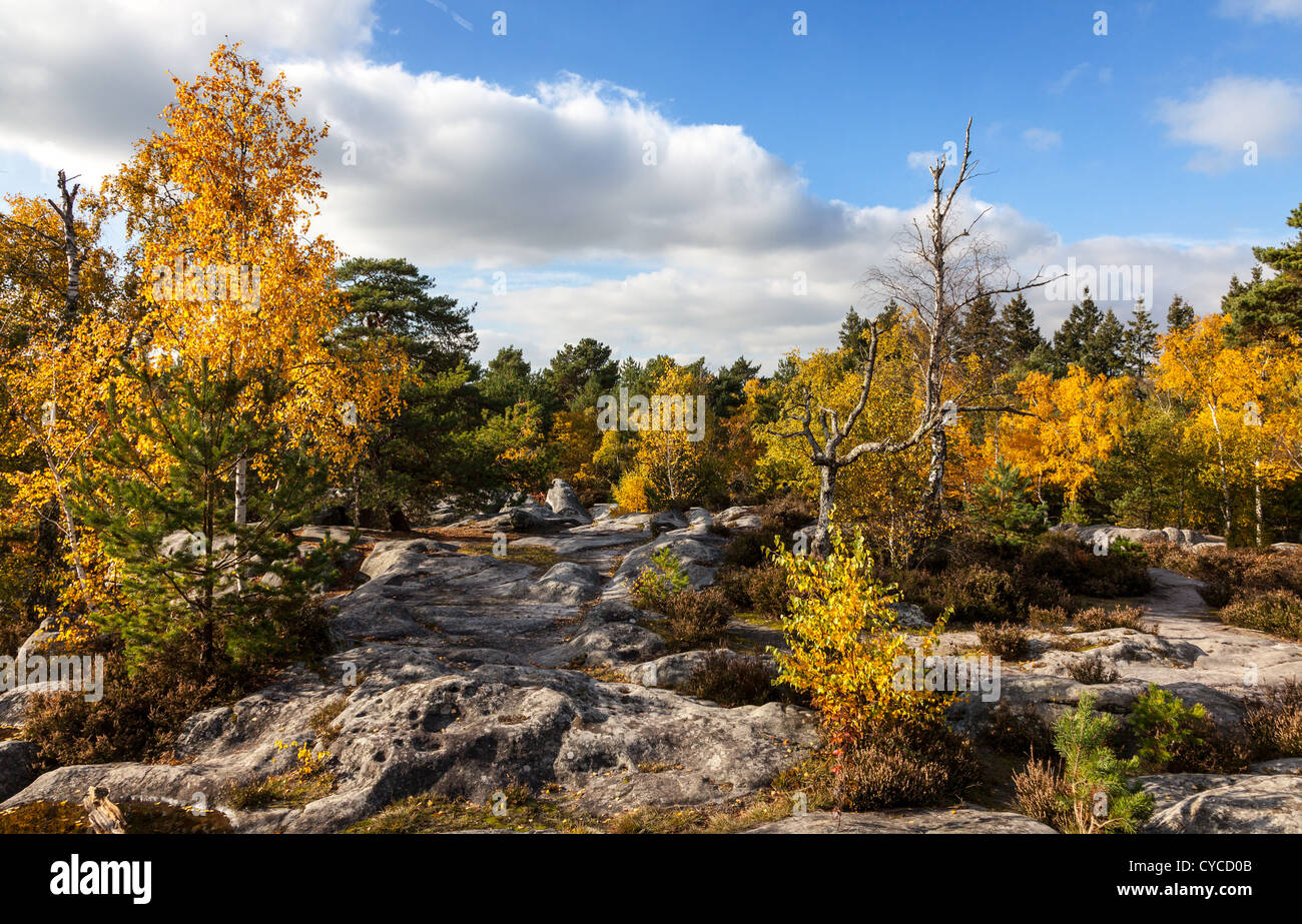 Beautiful autumn landscape in the Fontainebleau forest located in ...