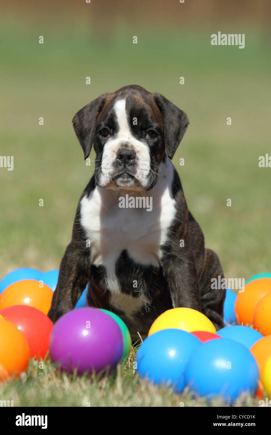 German Boxer Puppy Stock Photo - Alamy