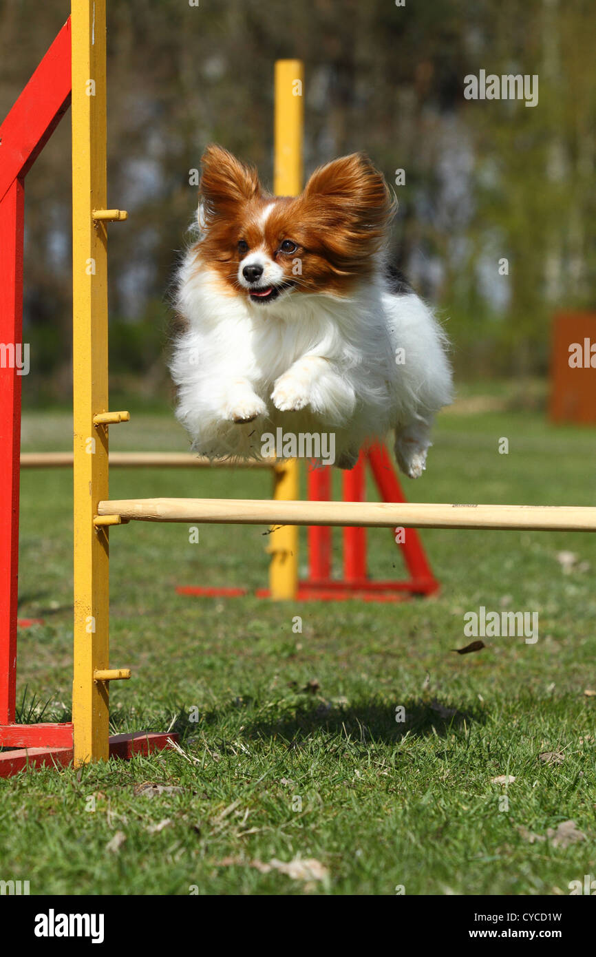 Papillon at agility Stock Photo - Alamy