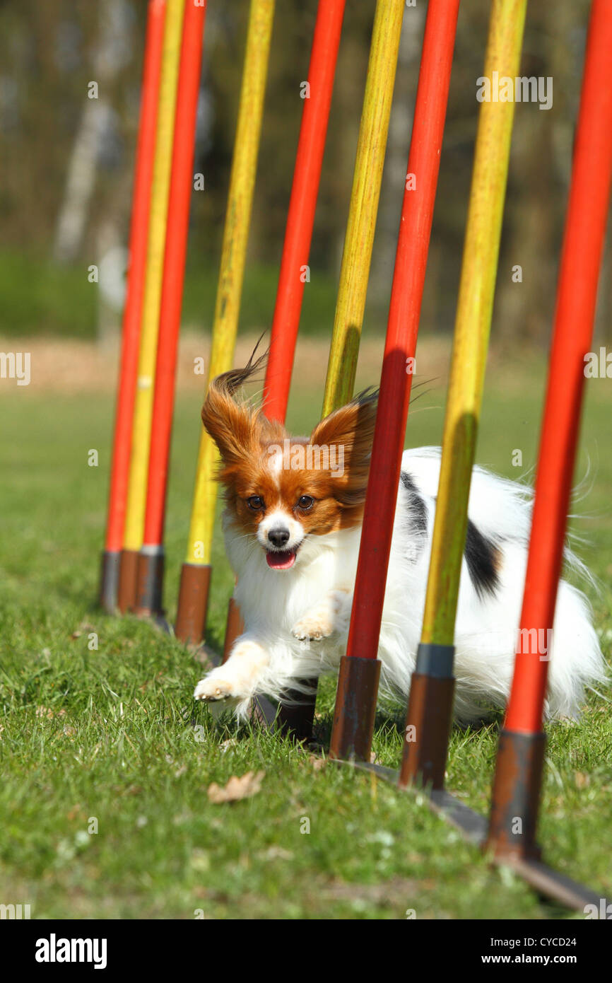 Papillon at agility Stock Photo - Alamy
