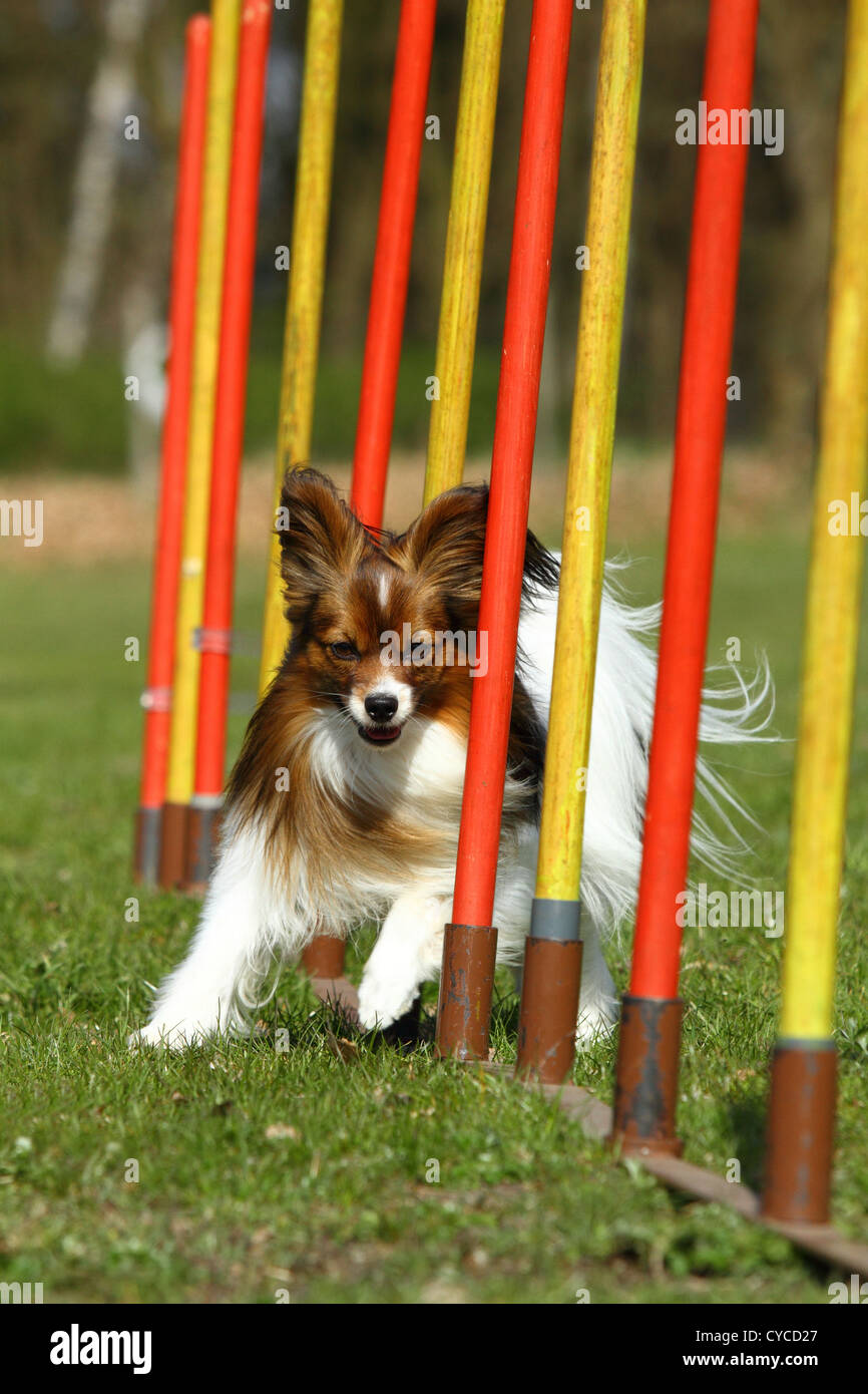 Papillon at agility Stock Photo - Alamy