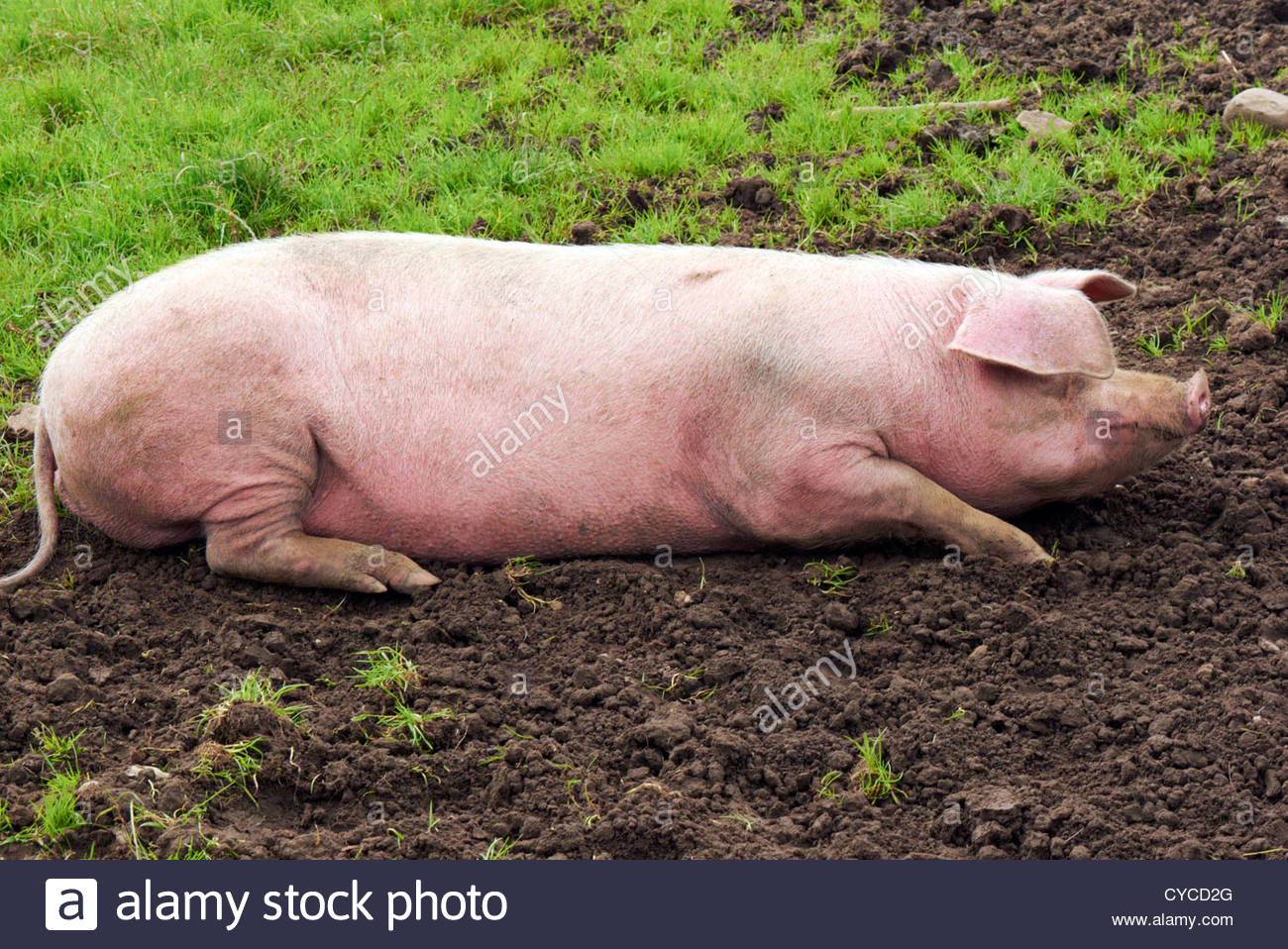 Muddy Soil High Resolution Stock Photography and Images - Alamy