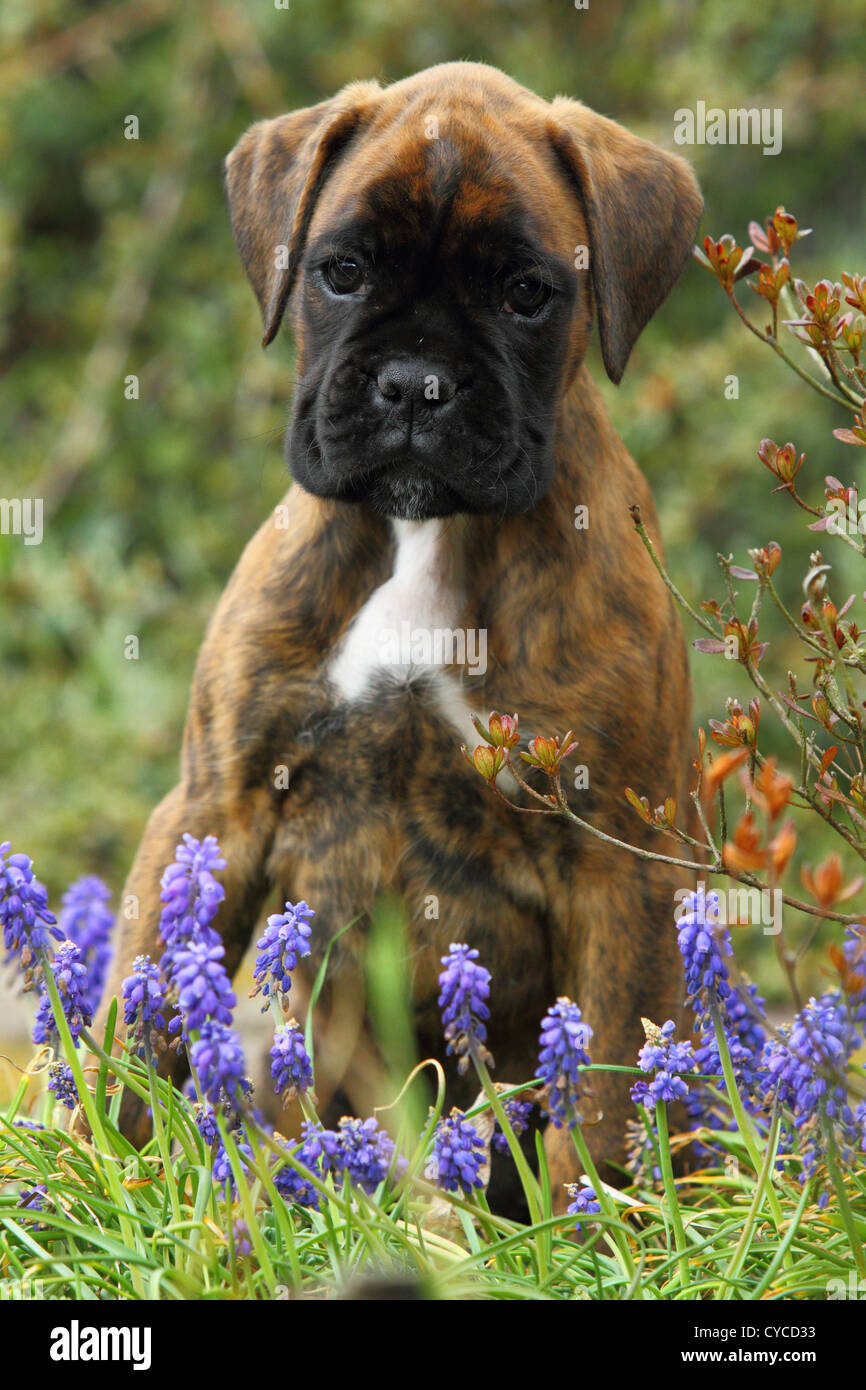 German Boxer Puppy Stock Photo - Alamy