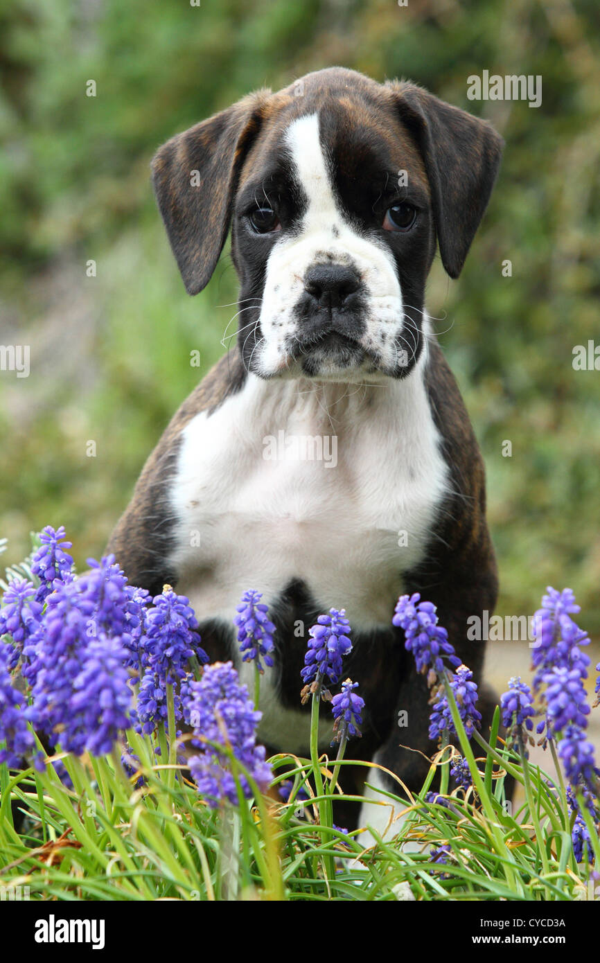 German Boxer Puppy Stock Photo - Alamy