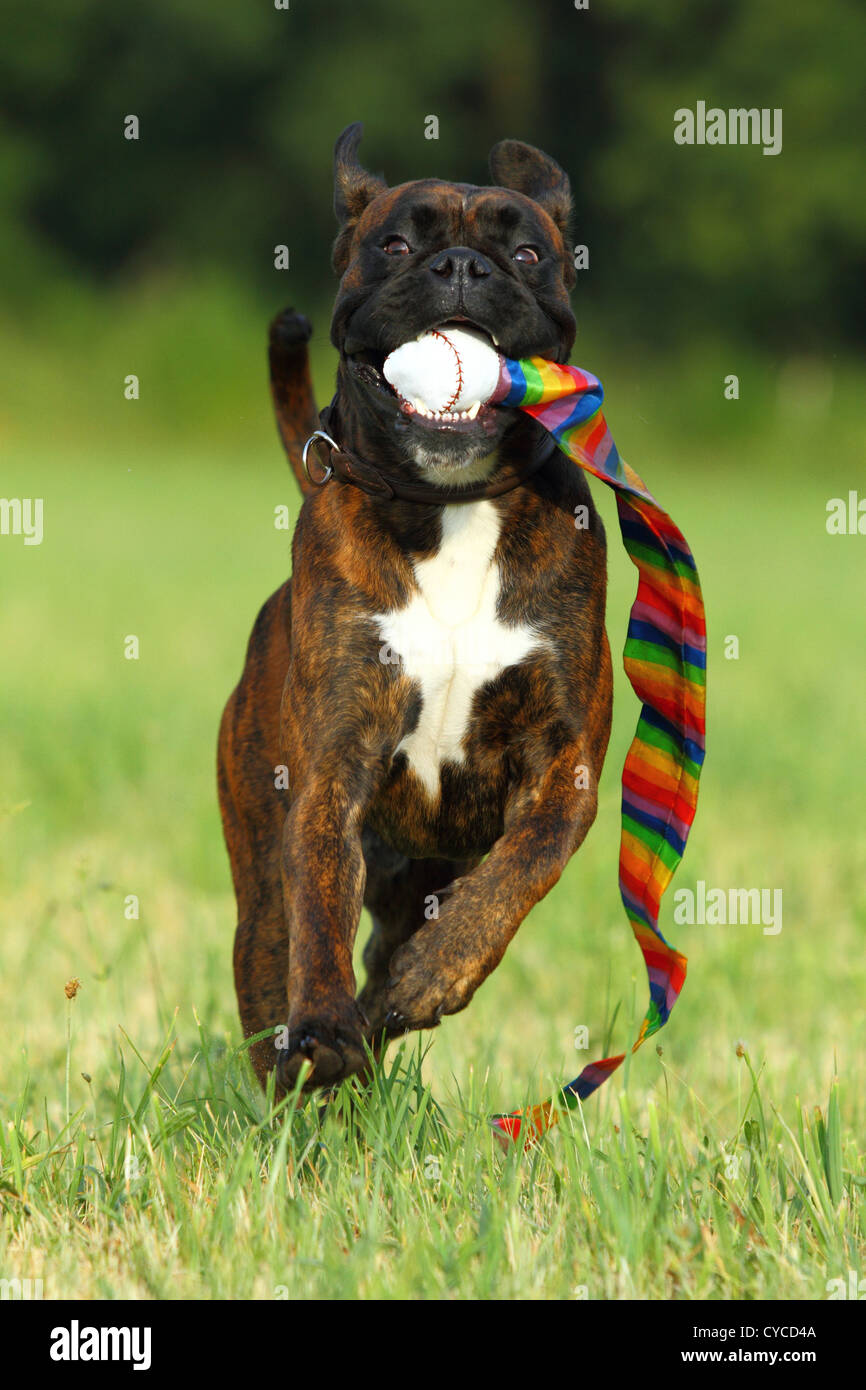 playing German Boxer Stock Photo - Alamy