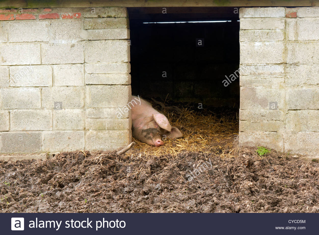 Pigsty Dirty High Resolution Stock Photography and Images - Alamy