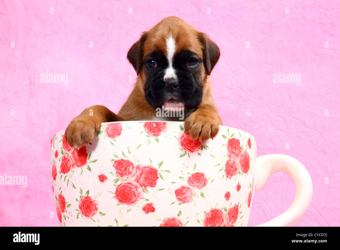 German Boxer Puppy Stock Photo - Alamy
