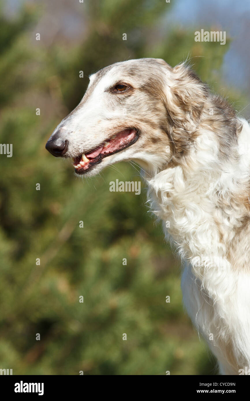 Portrait borzoi side view hi-res stock photography and images - Alamy